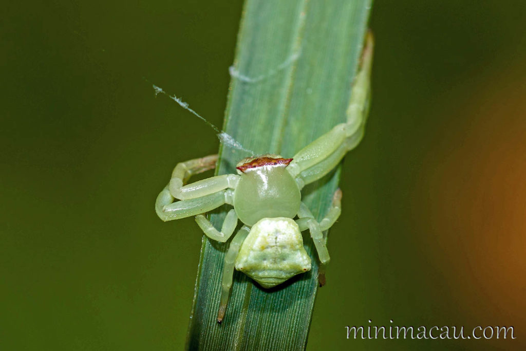 角紅蟹蛛 Thomisus labefactus - 澳門生態網
