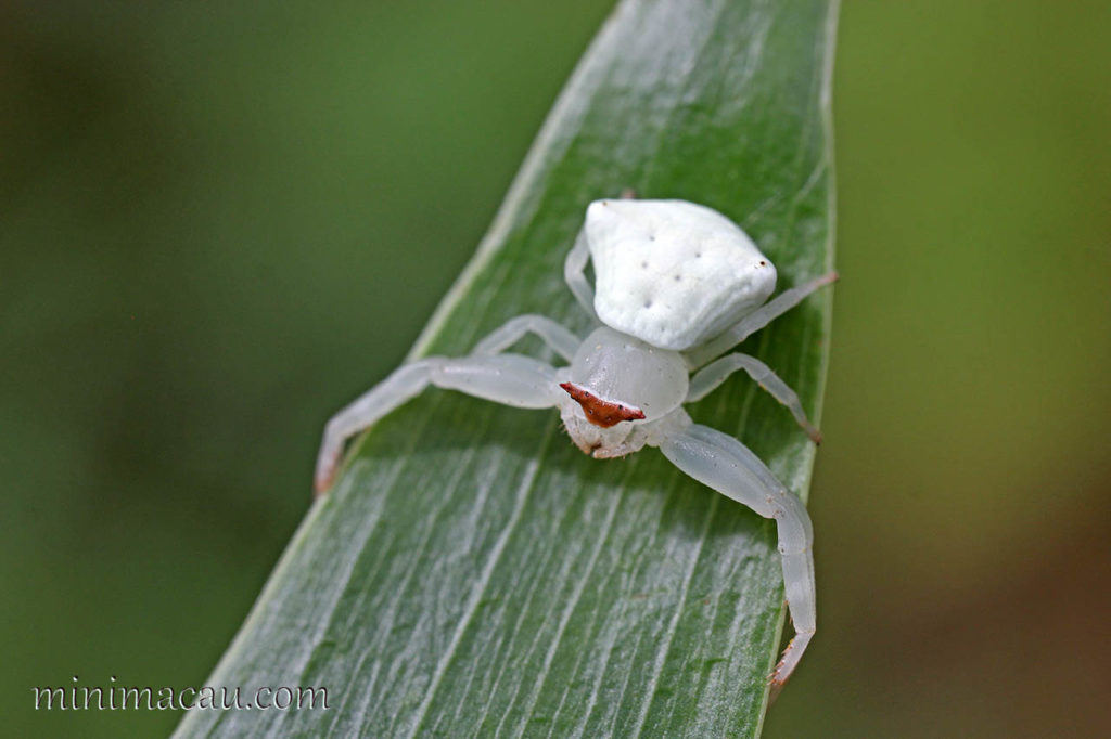 角紅蟹蛛 Thomisus labefactus - 澳門生態網