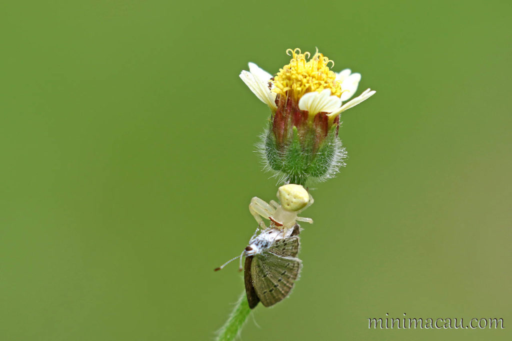 角紅蟹蛛 Thomisus labefactus - 澳門生態網