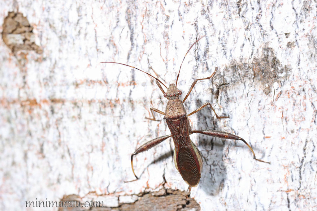 條蜂緣蝽 Riptortus linearis - 澳門生態網