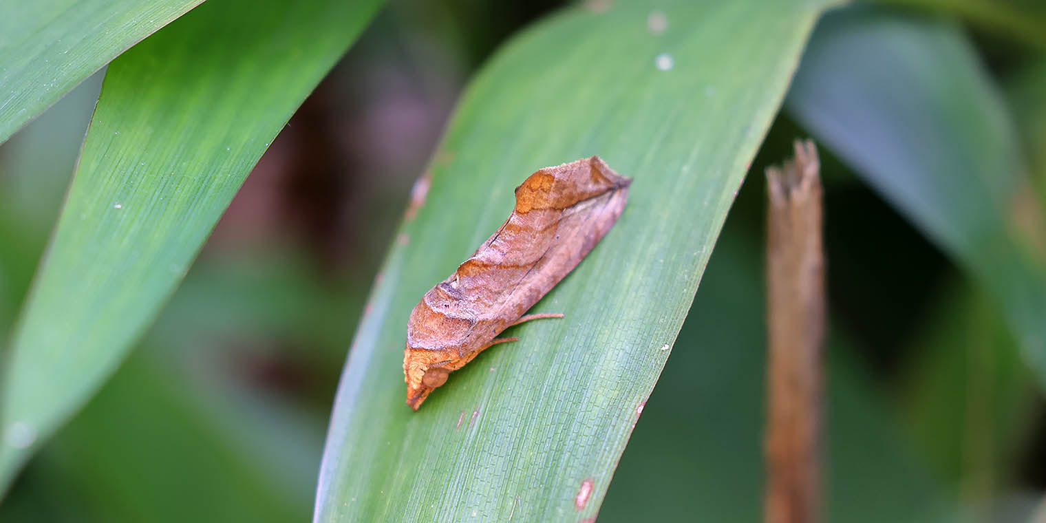 鳥嘴壺夜蛾 Oraesia excavata - 澳門生態網