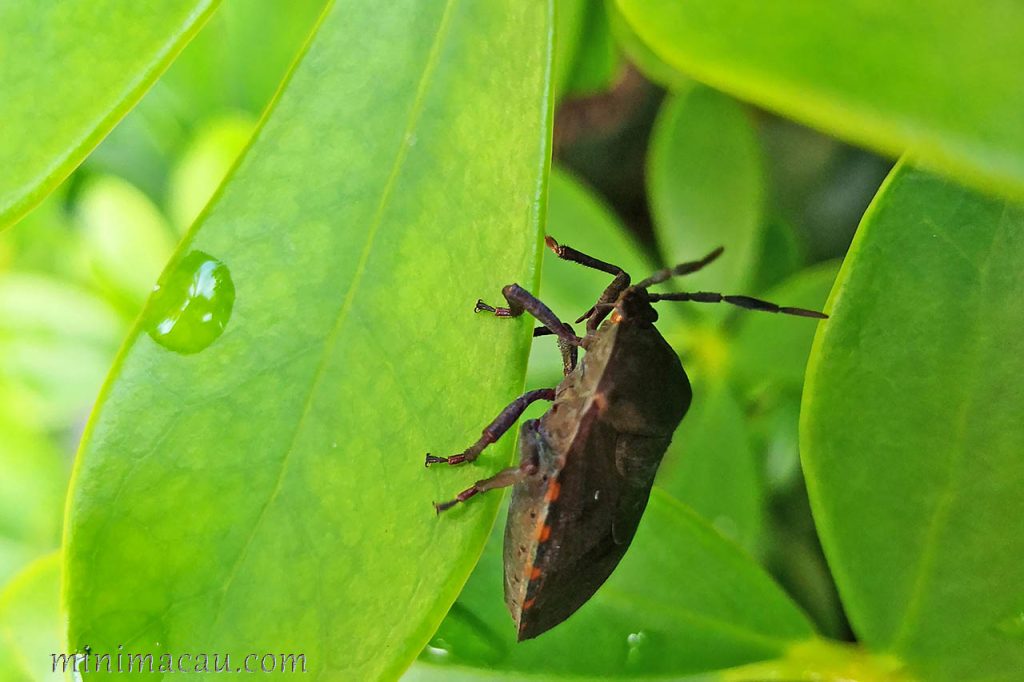 九香蟲 Coridius chinensis - 澳門生態網