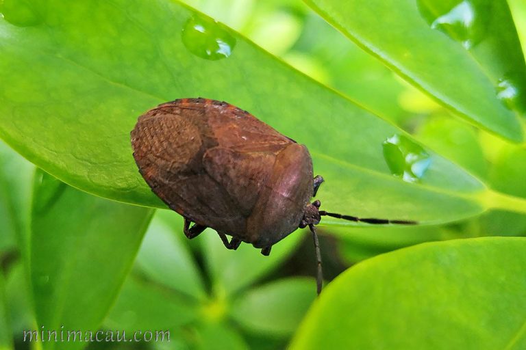 九香蟲 Coridius chinensis - 澳門生態網