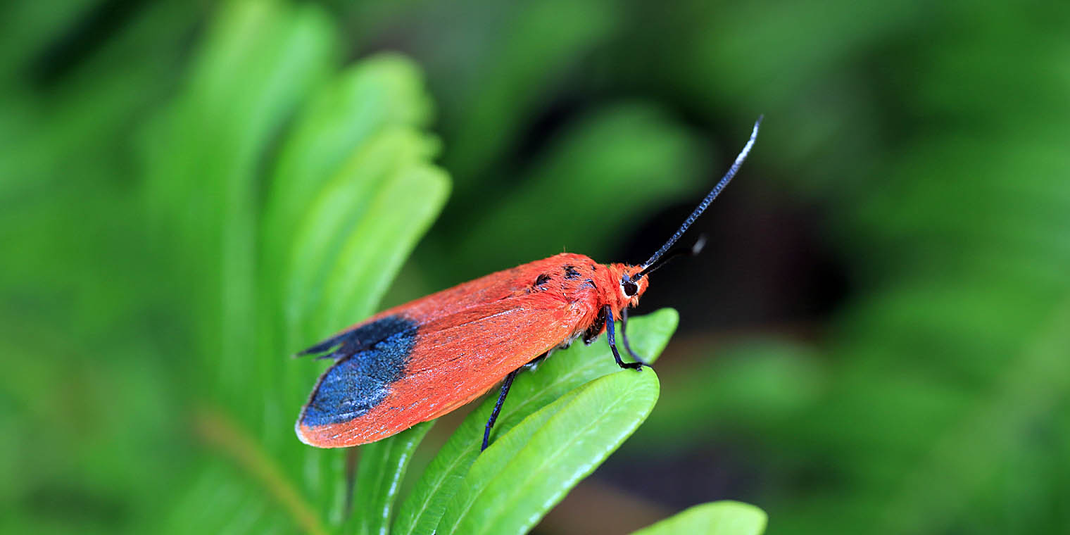 朱紅毛斑蛾 Phauda flammans - 澳門生態網