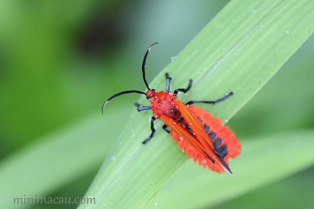 朱紅毛斑蛾 Phauda flammans - 澳門生態網